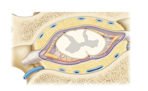 Transverse Section Of The Spinal Cord Diagram Quizlet