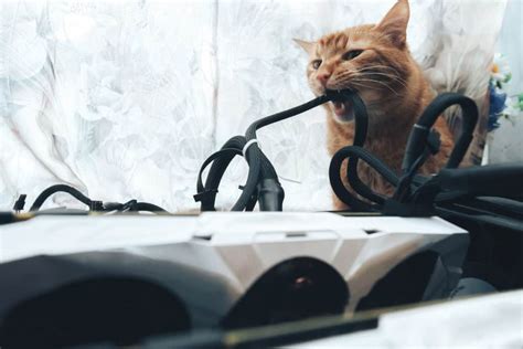 What Is Abnormal Behaviour In Cats And How You Can Help