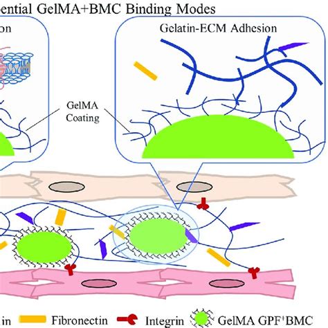 Integrins And Ecm Components Serve As Potential Binding Modes For Gelma Download Scientific