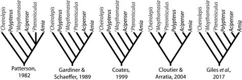 Alternative Hypothesized Relationships Of Fossil And Extant