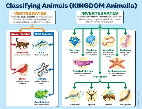 Zoco Animal Kingdom Classification Poster Laminated 17 X 22 Inches