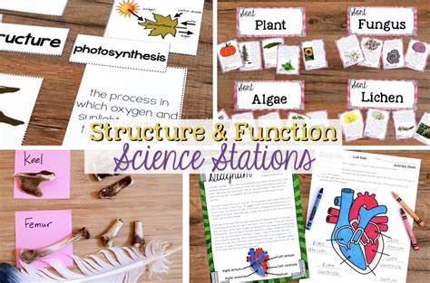 Structure And Function How Organisms Live Behave Reproduce And Grow Force And Motion