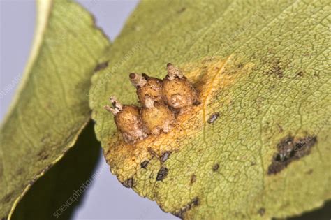 European Pear Rust Stock Image C0583916 Science Photo Library