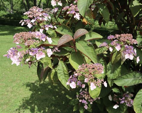 Hydrangea Aspera Species Complex Cultivars Trees And Shrubs Online