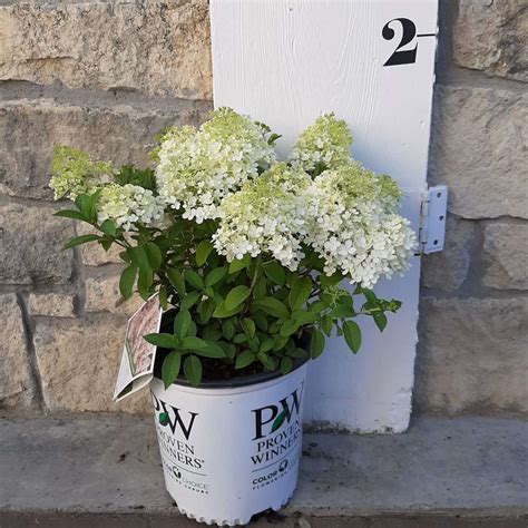 Bobo Hydrangea 3 Gallon Container Grimms Gardens