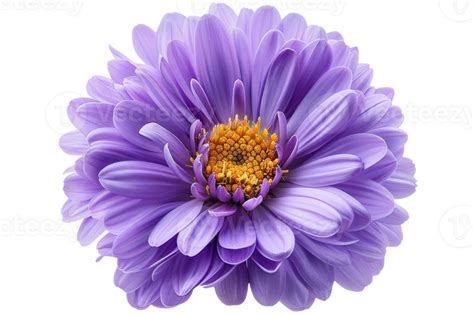 Purple Aster Flower 48052531 Png