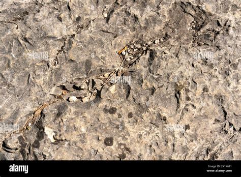 Texture Of Big Rough Limestone With Stone Chippings Lying On It And Cracks Where The Stone Was