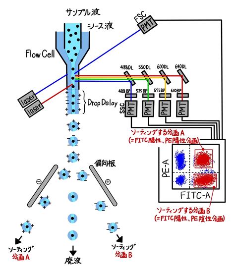 フローサイトメトリー（fcm）の原理をできるだけ簡単に、わかりやすく解説！ じっくり医学講座