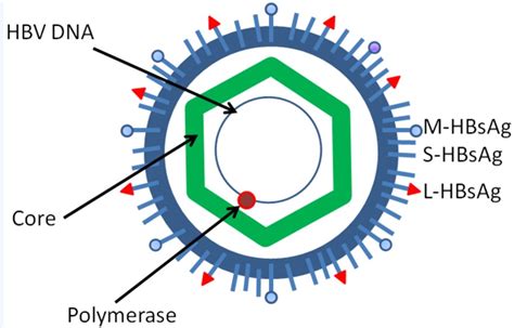 Hepatitis B Virus Antigens And Antibodies Creative Diagnostics