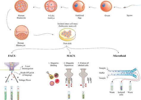 The Procedure Of Stem Cell Isolation Schematic Diagram For Stem Cell