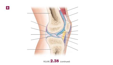 Knee Joint Diagram Quizlet Knee Joint Diagram Quizlet