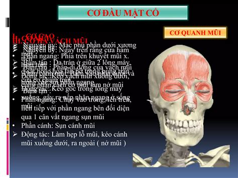 ĐHYHN Giải phẫu Cơ đầu mặt cổ PPSX