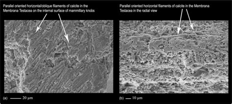 A Enlarged View Of Basal Knobs Showing Parallel Or Obliquely Oriented Download Scientific