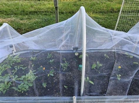 Best Insect Netting For Gardens Comprehensive Guide 2023 Insonshade