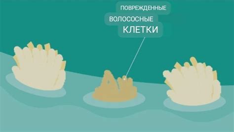 Волосковые клетки повреждаются громким шумом Какое утверждение о волосковых клетках неверноА