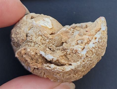 Concretion Ammanoid Rolled Up Trilobite Fossil Id The Fossil Forum