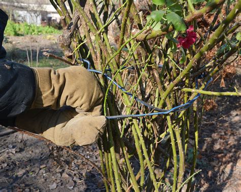 Winterizing Roses How To Help Your Plants In Cold Weather Gardeningetc