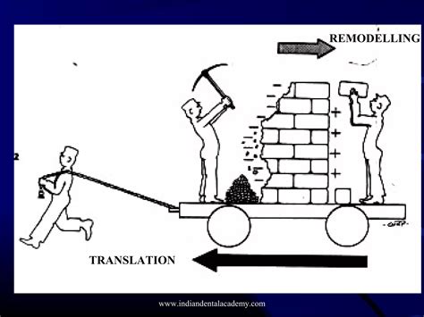 Growth And Development Of Maxilla And Maxillary Endodontic Courses Ppt
