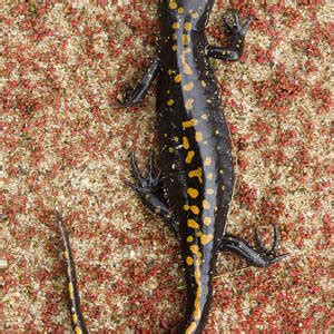 Santa Cruz Long Toed Salamander Photograph By Sebastian Kennerknecht