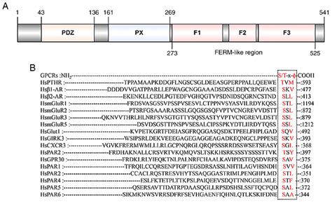 Snx27 Structure And Pdz Binding Motif In Gpcrs A Schematic Diagram Download Scientific