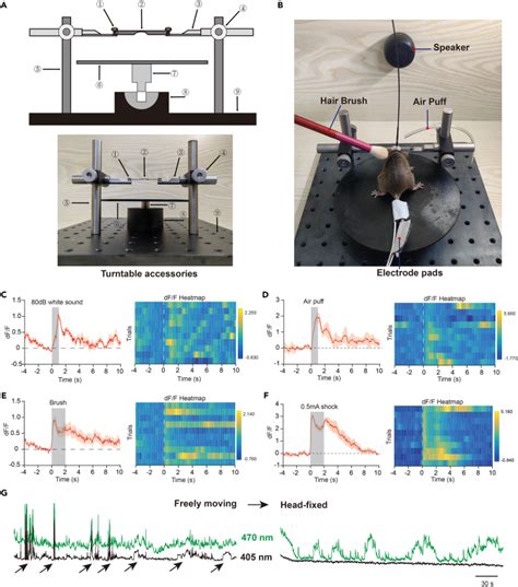Protocol For Fiber Photometry Recording From Deep Brain Regions In Head