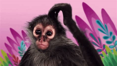 Monkey Scratching Head