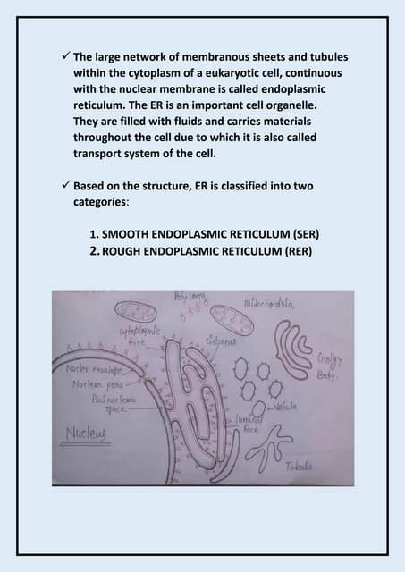 Endoplasmic Reticulum Structure Roles And Importance In Cellular Biology The Lifesciences