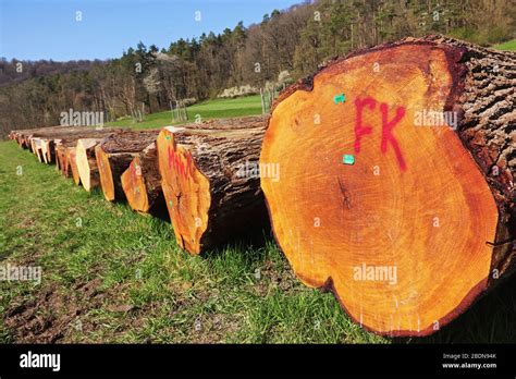 Tree Trunks Sale Hi Res Stock Photography And Images Alamy