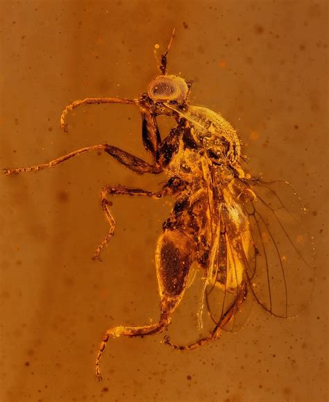 Discussion Forum Diptera In Burmese Amber
