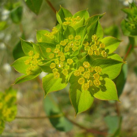 Bupleurum Rotundifolium ‘garibaldi Tailored Botanical