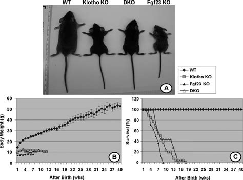 Macroscopic Phenotype Of Fgf23 Klotho Double Knockout Mice