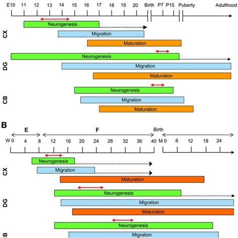 Schematic Representation Of The Timeline Of Brain Development Timeline