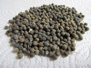 Okra Lady S Finger Nutrition Fact Benefits How To Cook Recipes