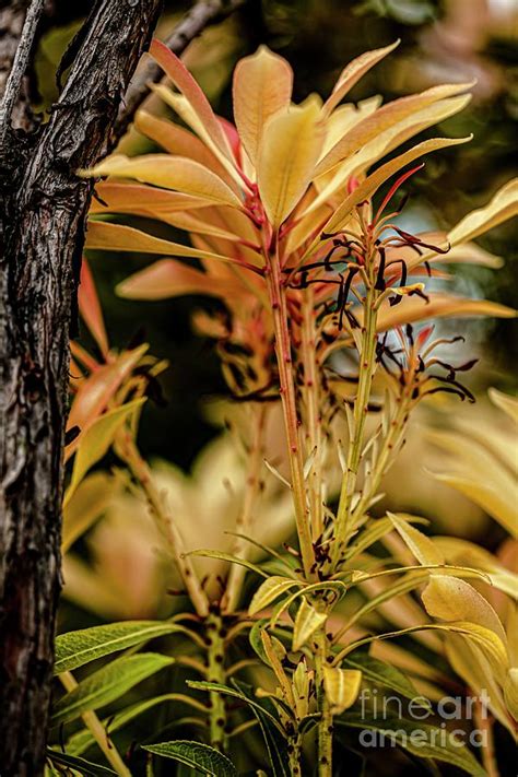 Pieris Forest Flame Foliage Photograph By Ian Gowlandscience Photo