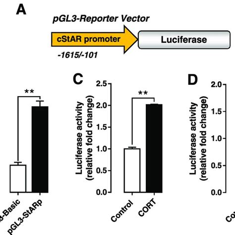 A The Illustration Of The Pgl3 Starp Luc Reporter Vector Constructed Download Scientific