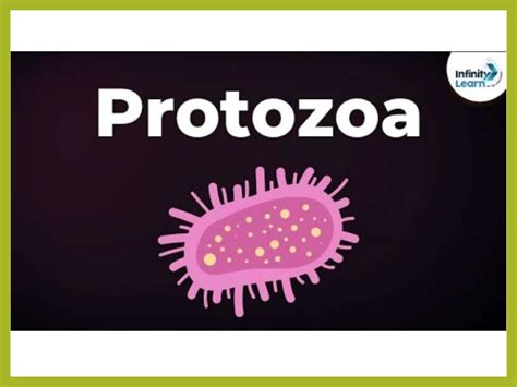 Introduction To Microscope And Types And Classification Of Protozoans Ppt