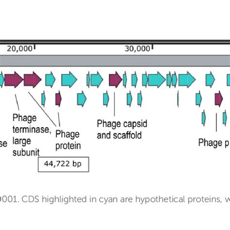 Distribution Of Contigs According To Their Clustering Result Based On