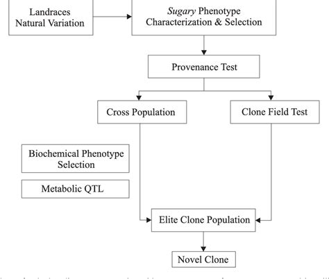 Figure 1 From A Genomic Assisted Breeding Program For Cassava To