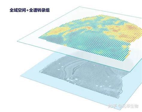技术介绍 空间转录组 实验细则 知乎