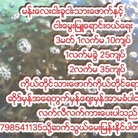 ငါးခူ ေမြးျမဴေရး