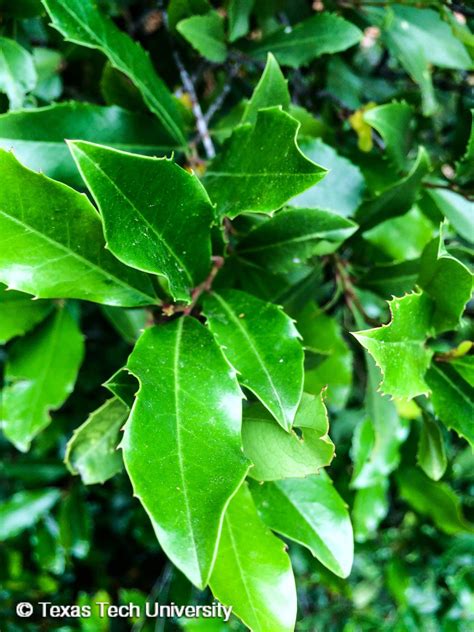 Carolina Cherry Laurel Woody Plant Finder Comprehensive Landscape