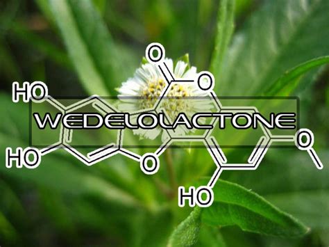 Benefits Of Wedelolactone Interstellar Blends Activate Your Super Powers