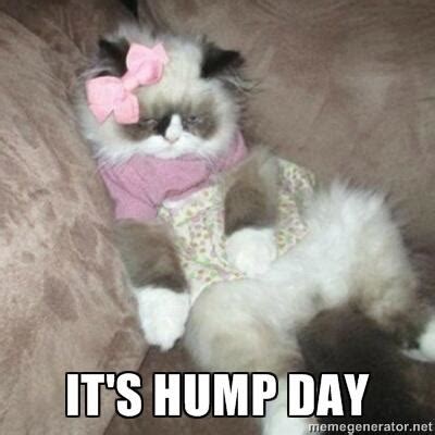 Cat Hump Day Memes Happy Hump Day A Reminder That Our Community