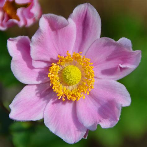 Anemone Hupehensis Hadspen Abundance Ballyrobert Gardens
