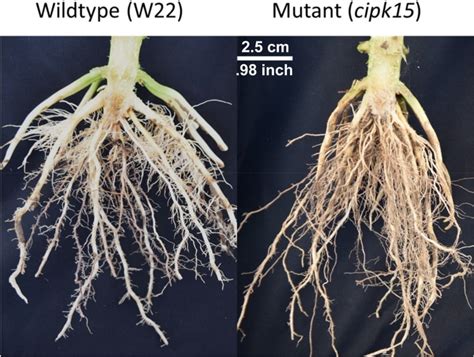 Researchers Identify A Gene That Regulates The Angle Of Root Growth In