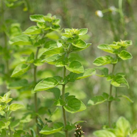 Oregano Common Seeds Certified Organic UK Grown