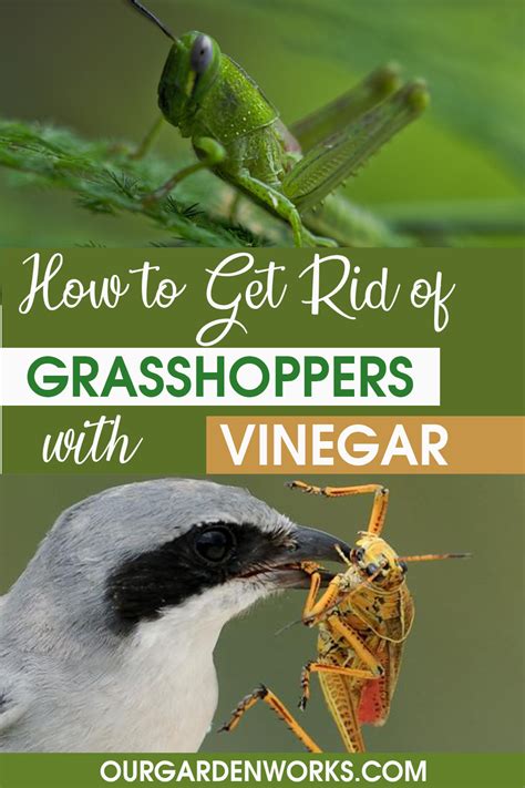 How To Get Rid Of Grasshoppers Natural Grasshopper Control Artofit