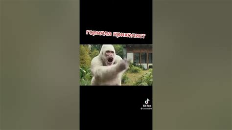 Фильм кино рэмпейдж горилла приколист смешное видео показывает фак