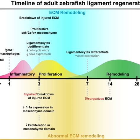 Single Cell Transcriptomics Of Joint Tissue Through Early Ligament