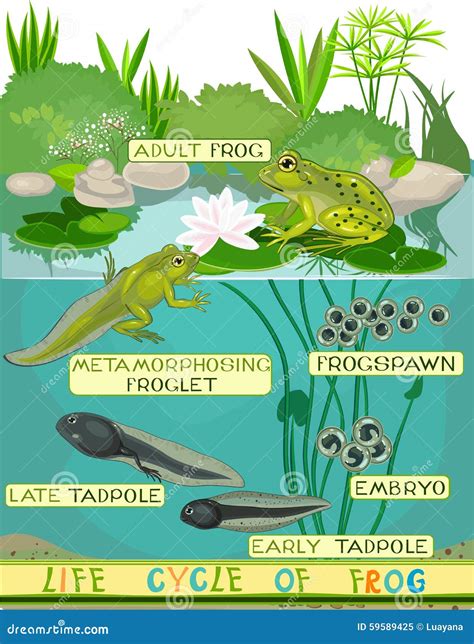 Life Cycle Of Frog Vector Illustration CartoonDealer